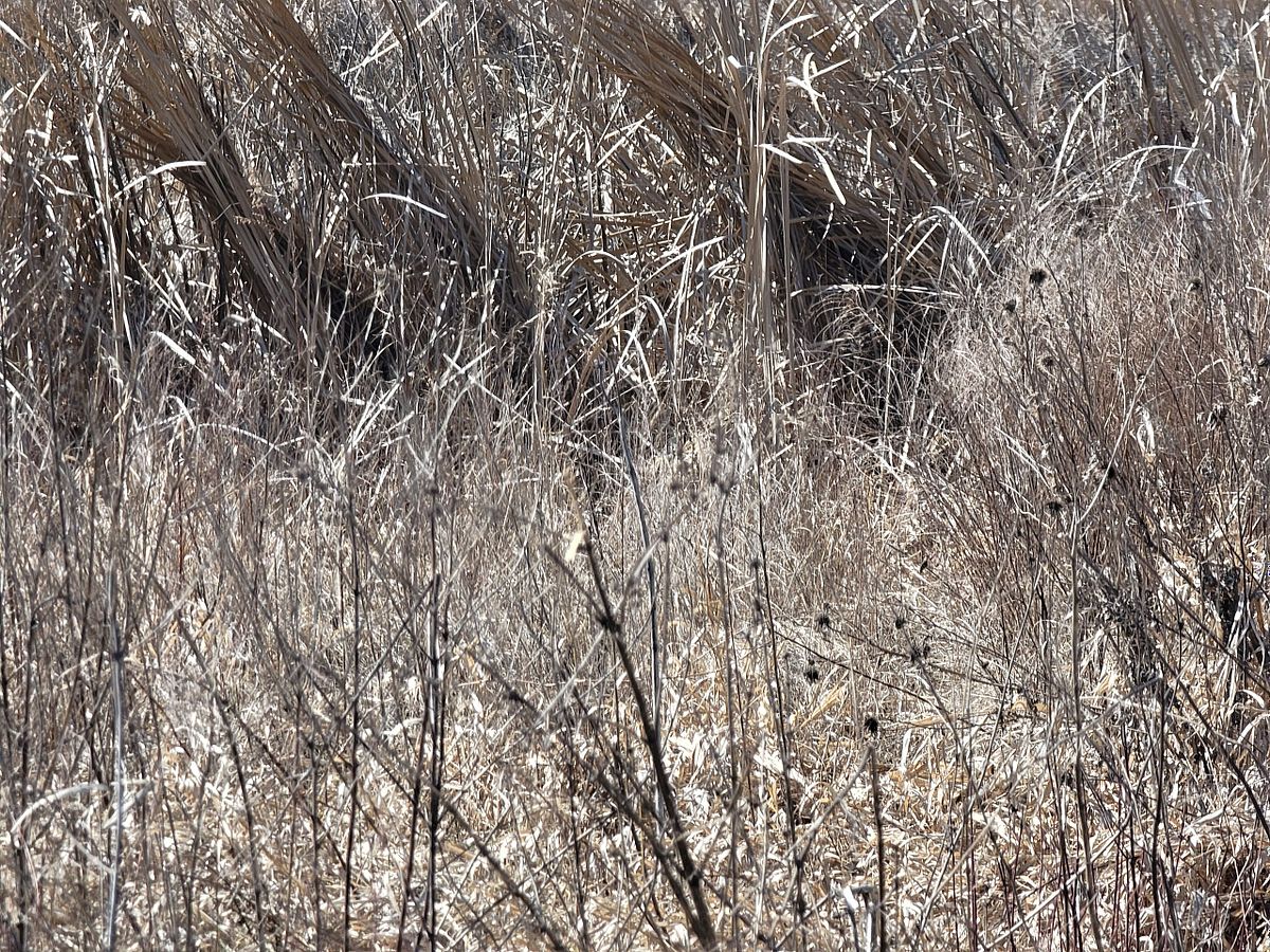 Skillfully Curled Photography Photos by Patsy Rahn