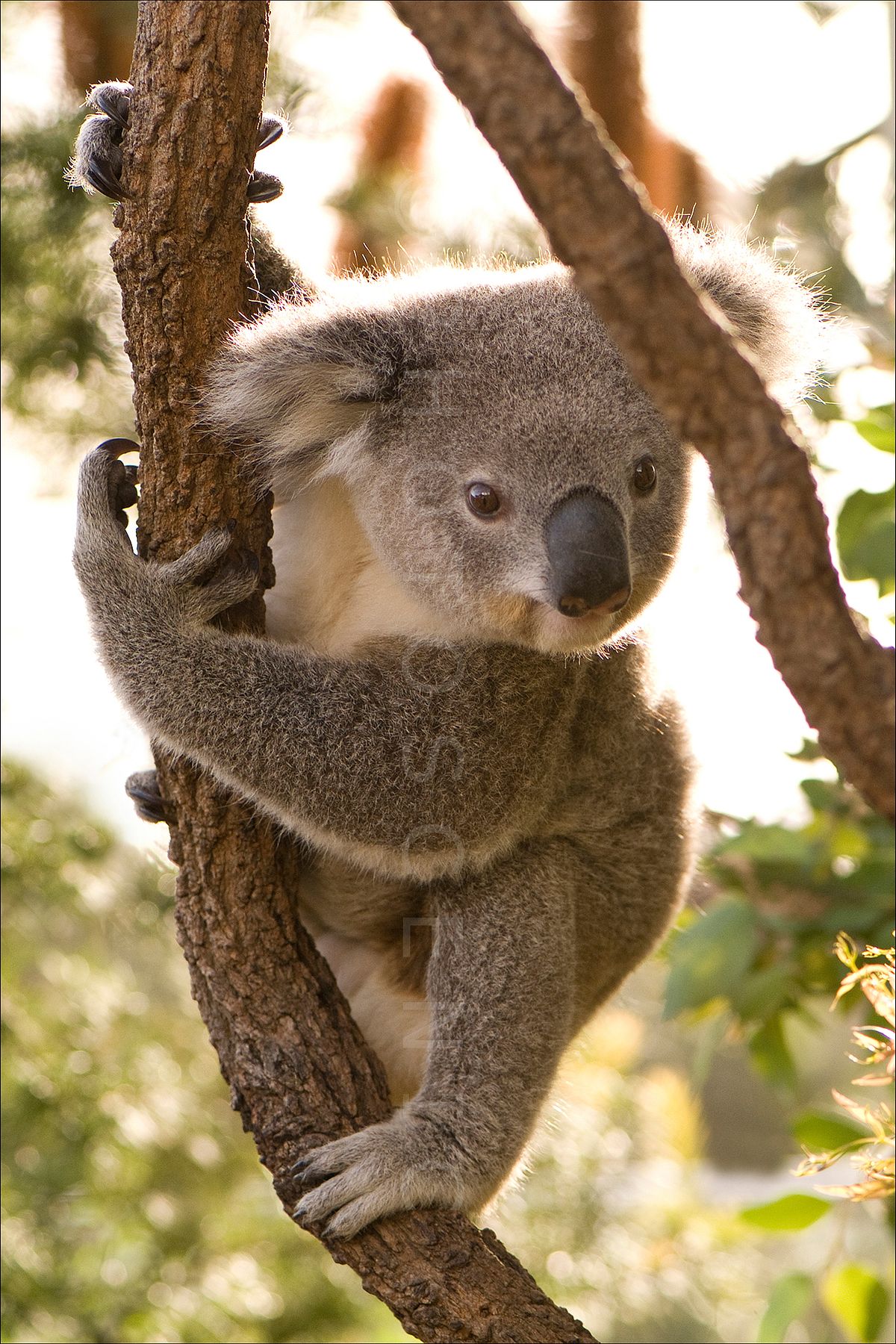 PHOTOSCENIC Fauna Colour Photos