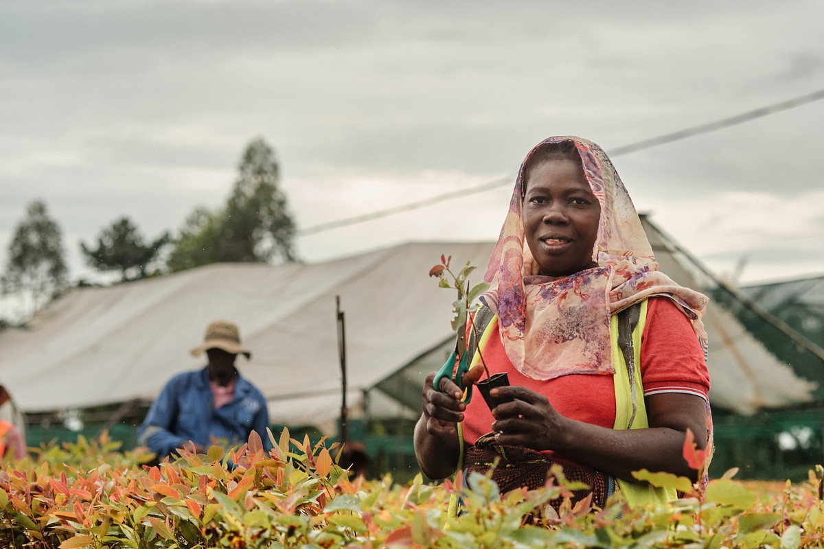 From Seeds to Forests: Did you know you can grow a forest from scratch ...