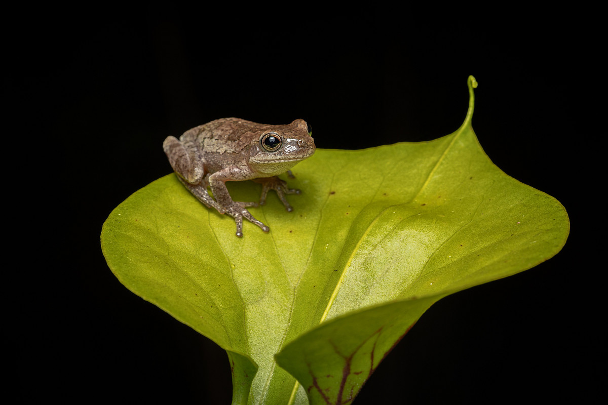Exploring Life After Dark in the Pitcher Plant Bog Ecosystem