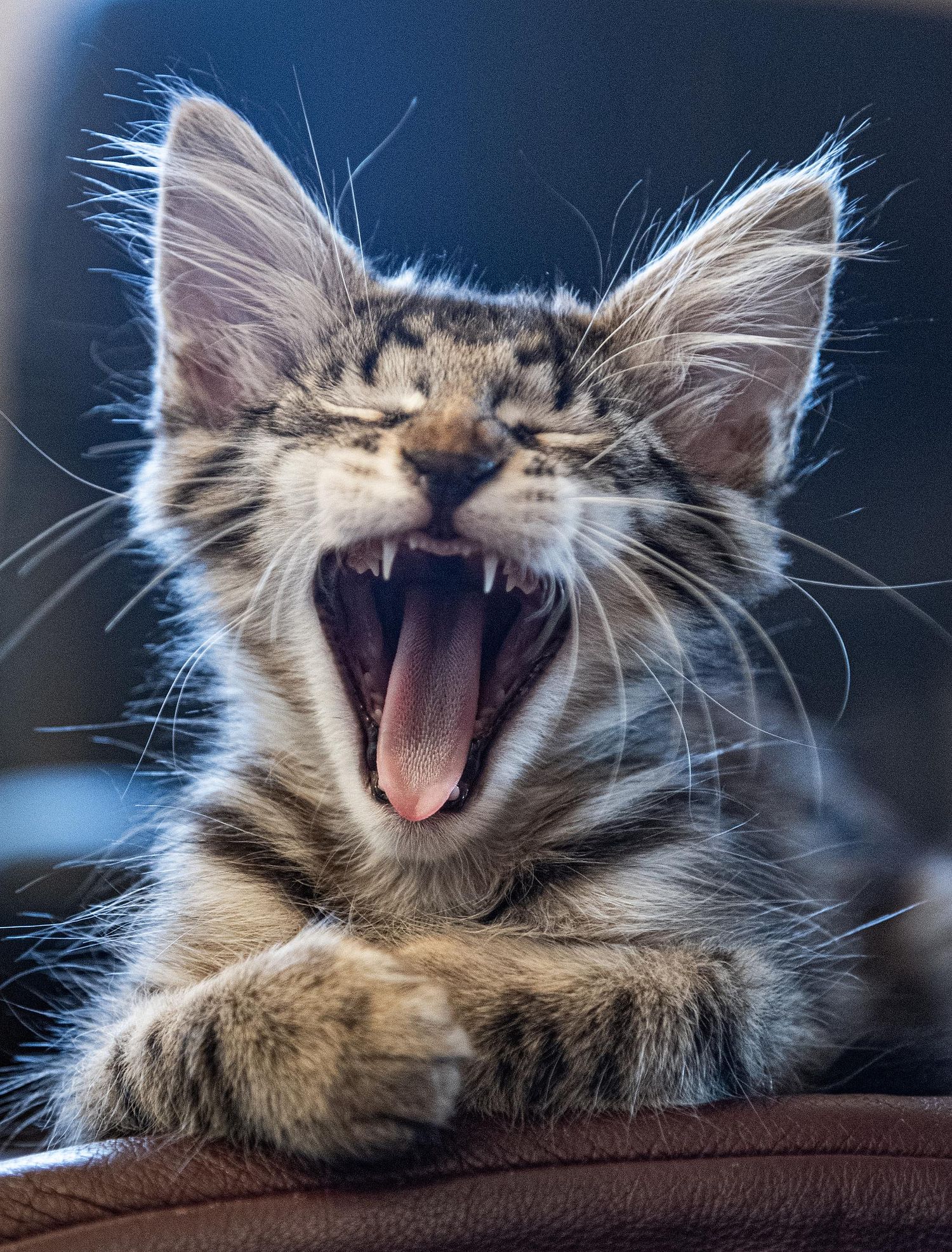 Pets | Carson French Photography