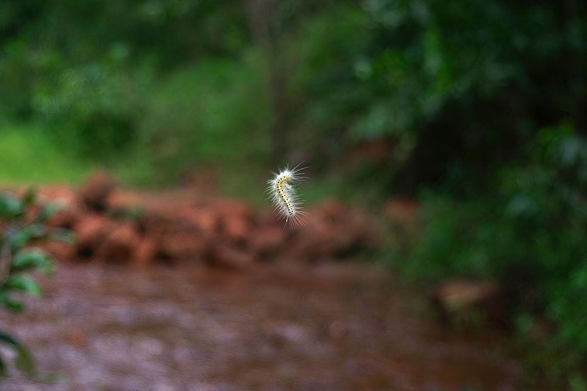 photographs of trees of trees and nature | Rohit Kojo Photography