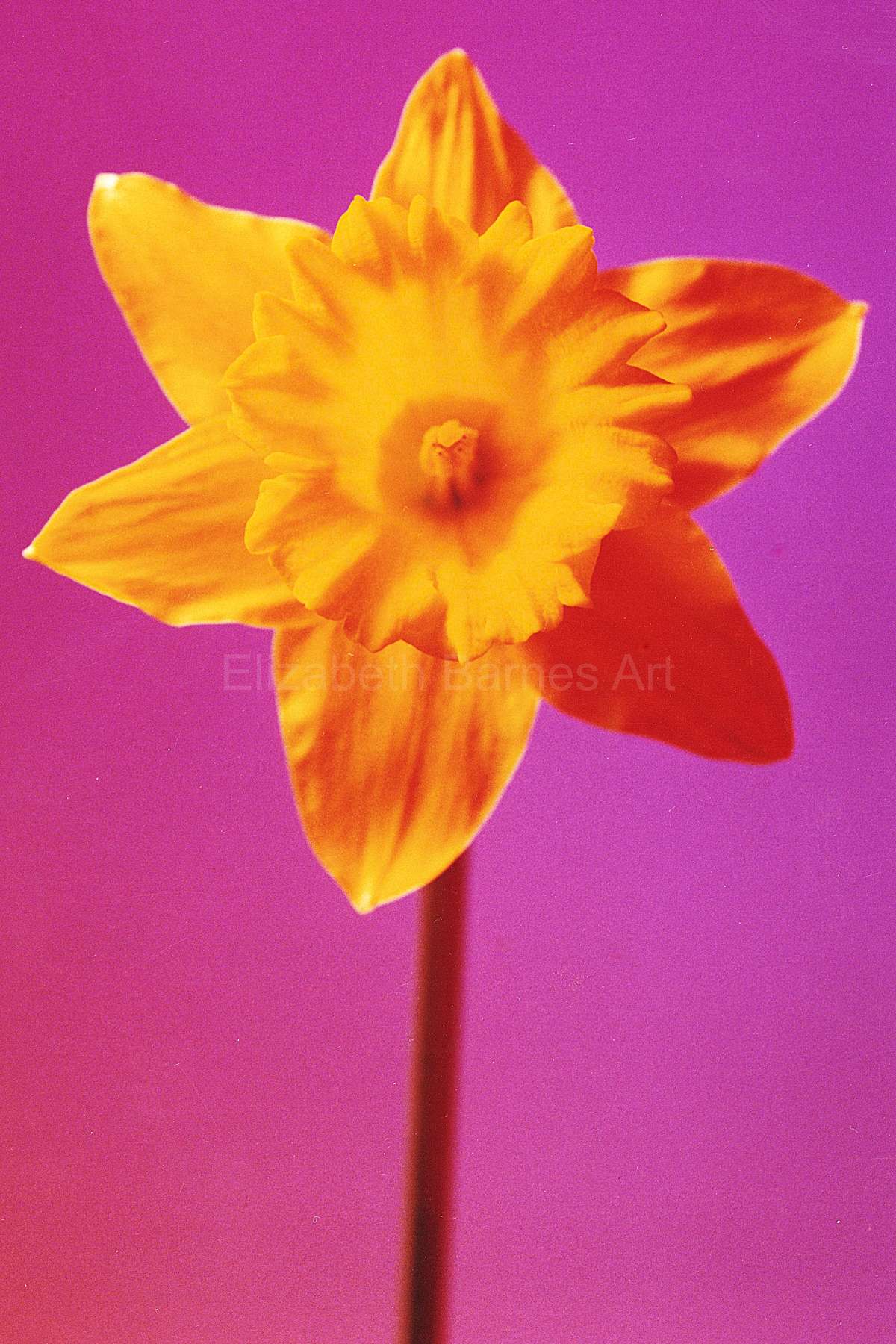 Gallery 5: Minimalist Blooms | Elizabeth Barnes Art