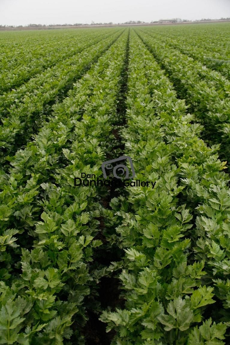 Celery | Dan Dunham Gallery