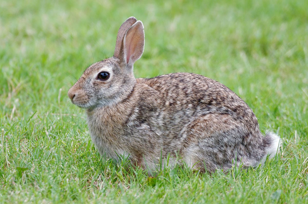 Rabbit Photos | Larry Melamed Photography