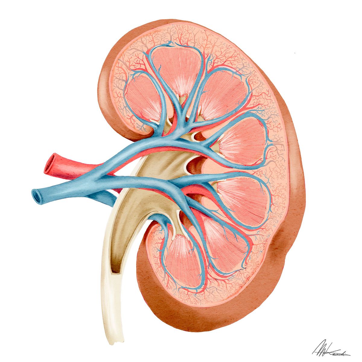 M.Kawashima | Illustration & Design